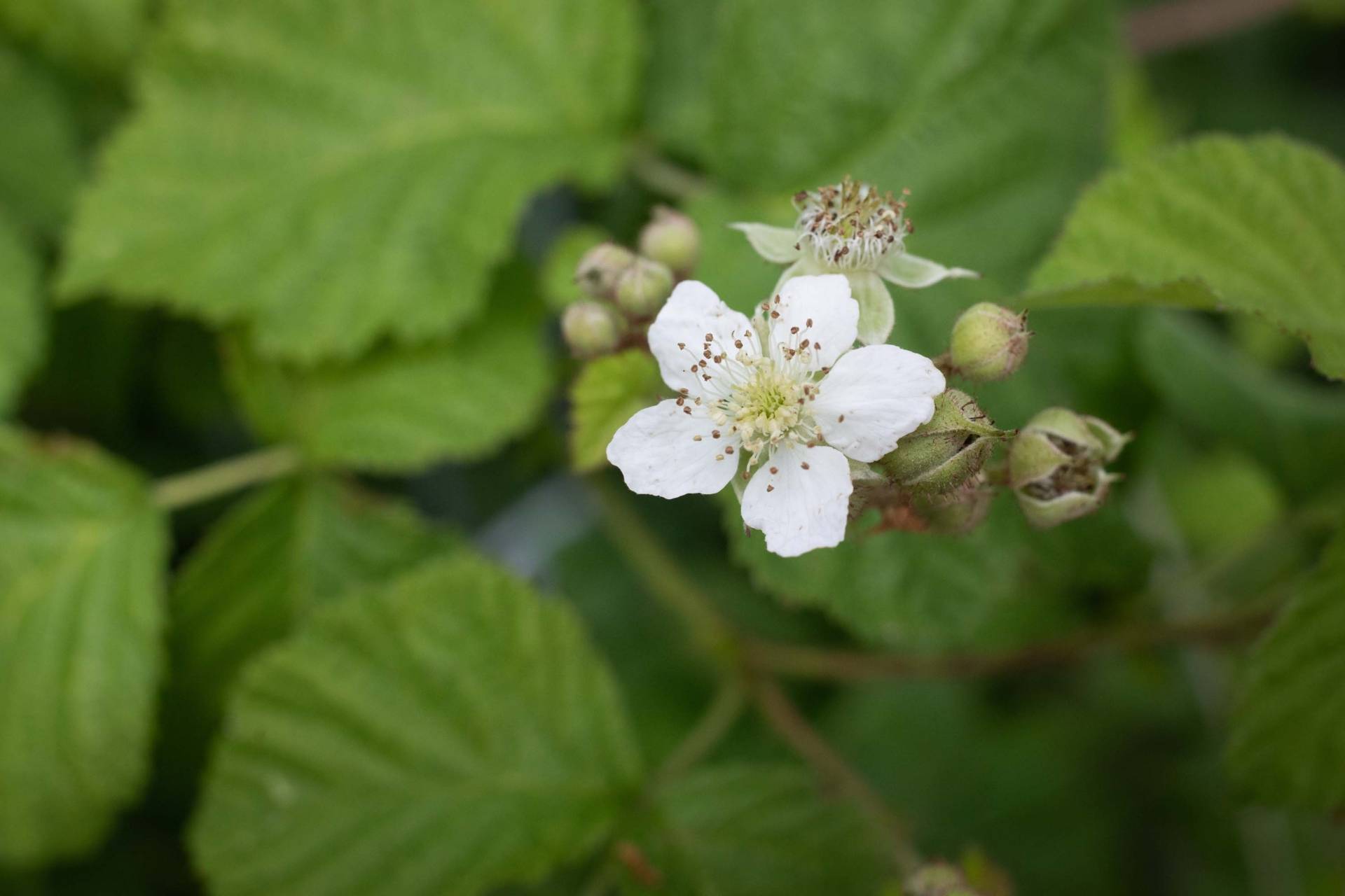 Wild herb trail on the Isar river | simply Munich
