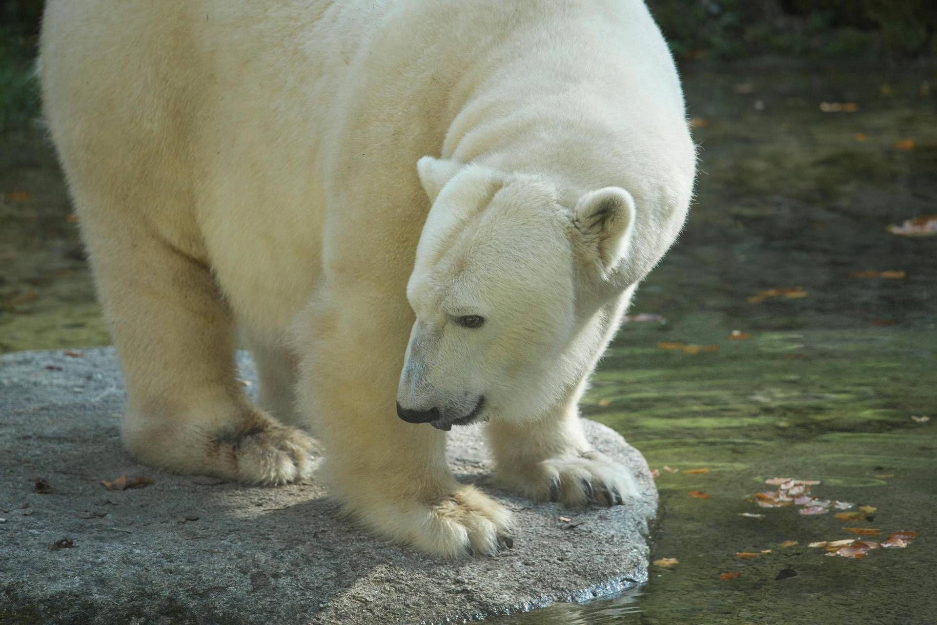Tierpark Hellabrunn: Toutes les informations sur le zoo de Munich