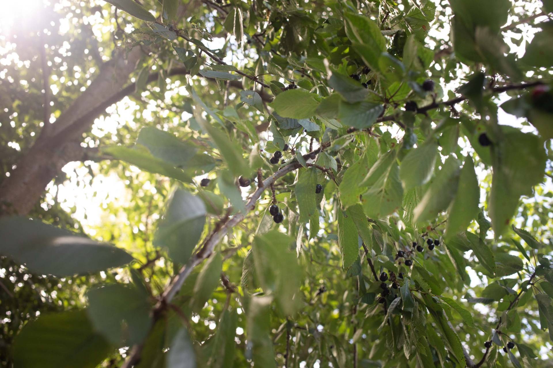 Wild herb trail on the Isar river | simply Munich
