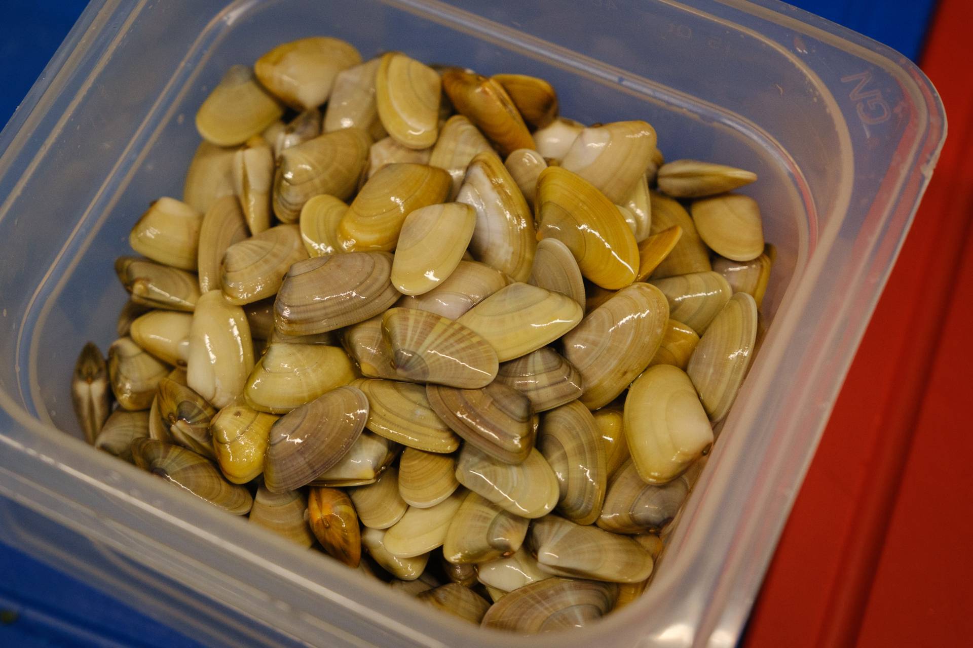 Joining Daniel Bodamer for spaghetti ice cream | simply Munich